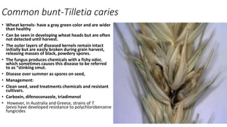 Wheat diseases.pdf