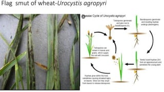Wheat diseases.pdf