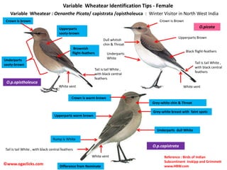 Identification of Wheatears in India.pdf