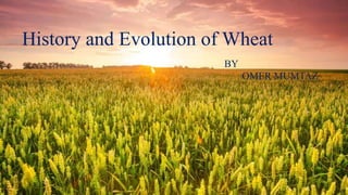 Wheat evolution | PPTX
