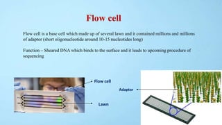 Decoding Wheat Endosphere– Rhizosphere Microbiomes in Rhizoctonia ...