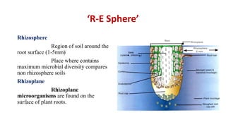 Decoding Wheat Endosphere– Rhizosphere Microbiomes in Rhizoctonia ...