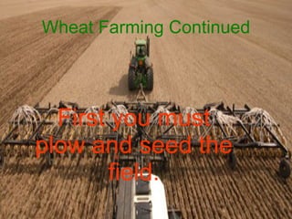 Wheat Farming | PPT