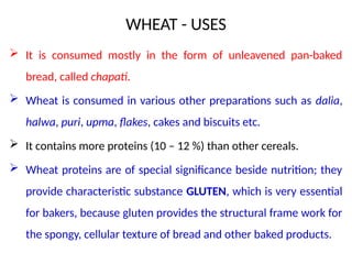 Wheat ppt prepared by Rahul Pathania (Final) | PPTX