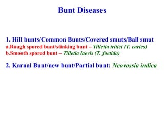 wheat fungus diseases xhvcghcdujxtuc.ppt