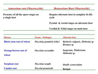 wheat fungus diseases xhvcghcdujxtuc.ppt