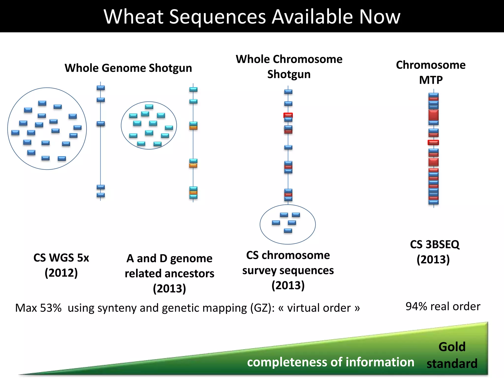 wheat genome project.pptx