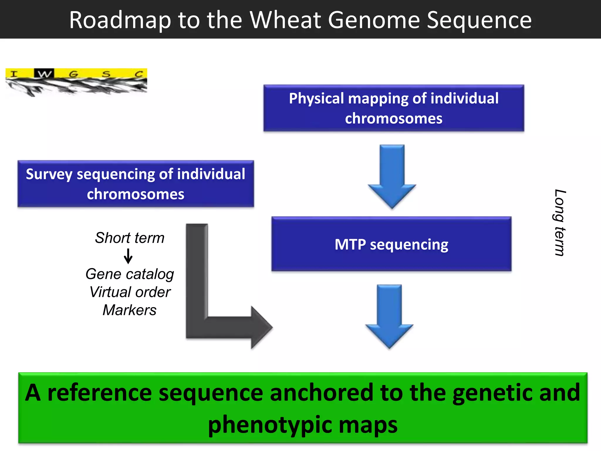 wheat genome project.pptx