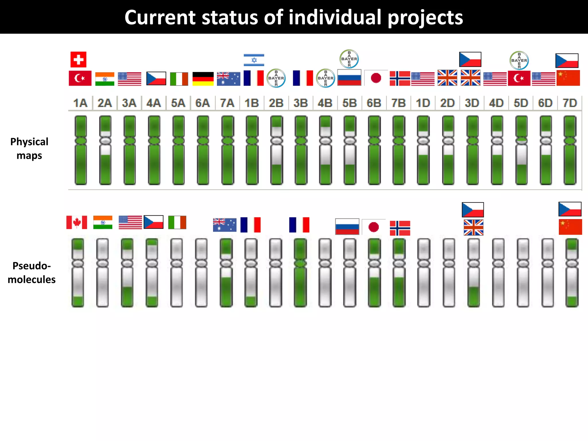 wheat genome project.pptx