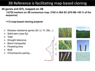 wheat genome project.pptx
