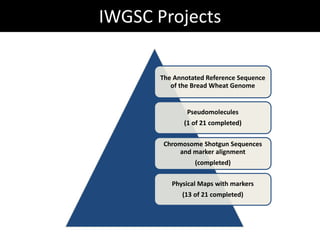 wheat genome project.pptx