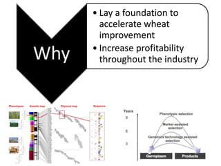 wheat genome project.pptx