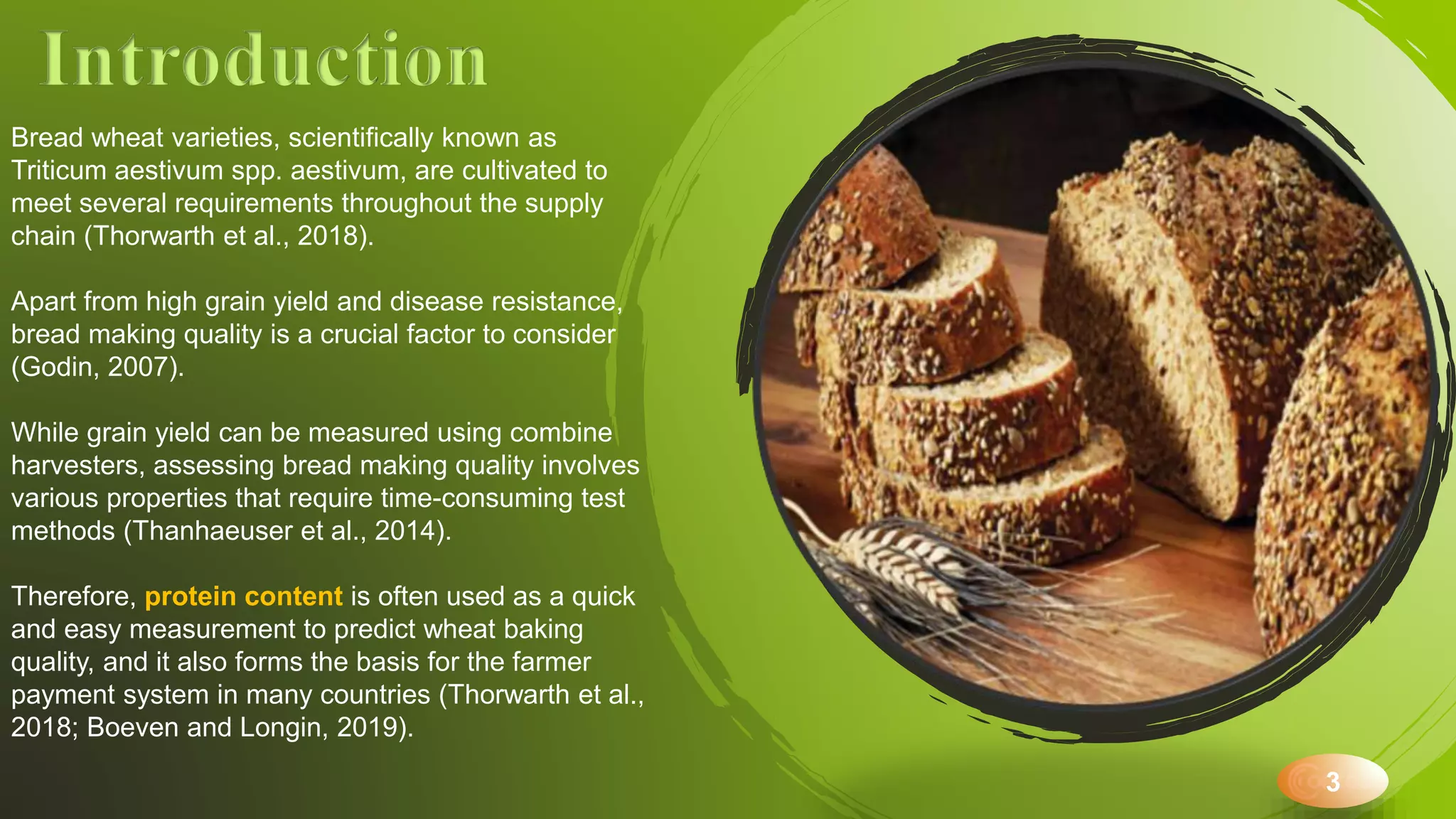 Wheat heterosis -Mohamed.pptx