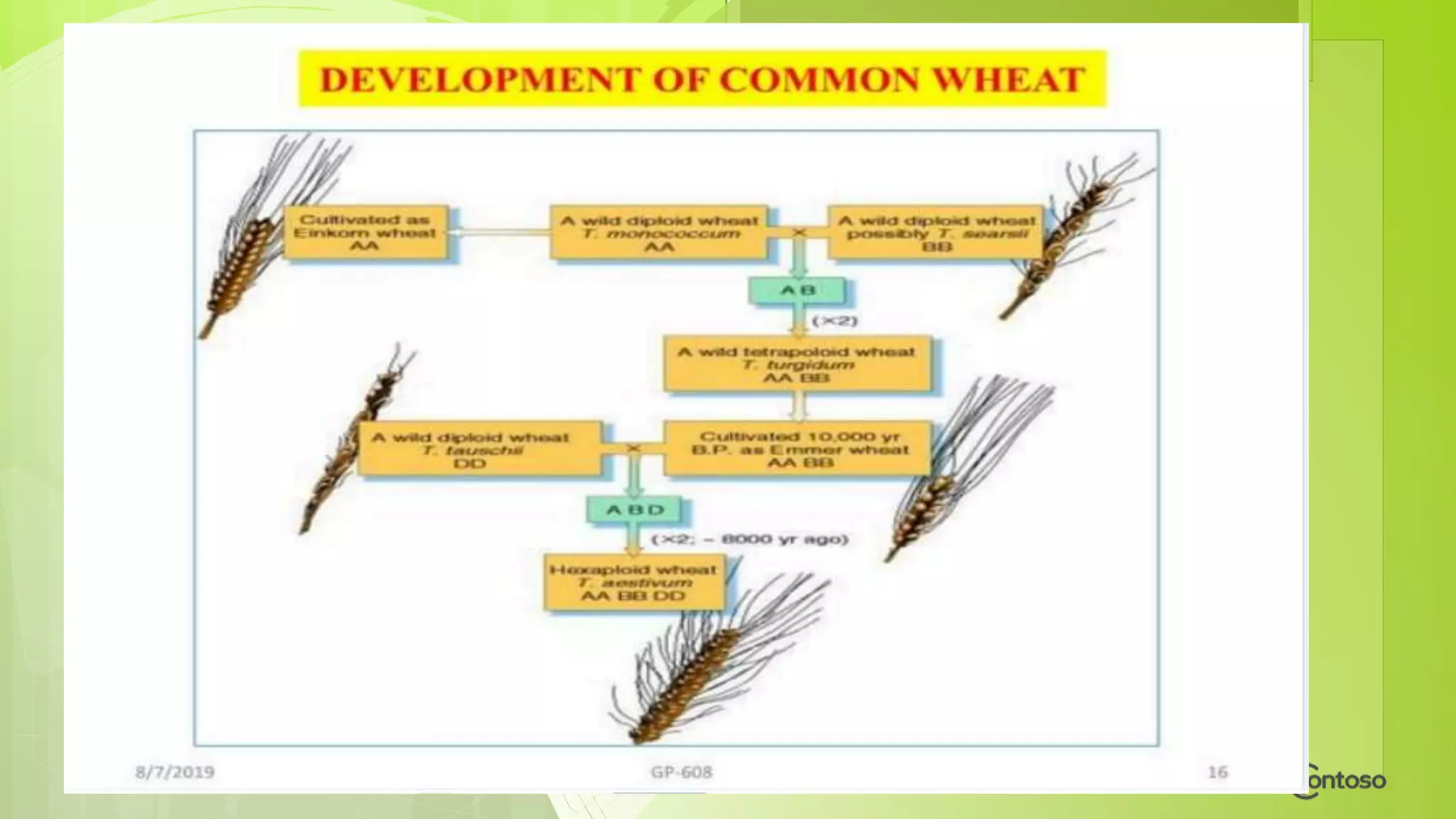 Wheat heterosis -Mohamed.pptx