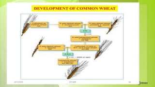 Wheat heterosis -Mohamed.pptx