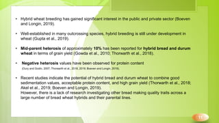 Wheat heterosis -Mohamed.pptx