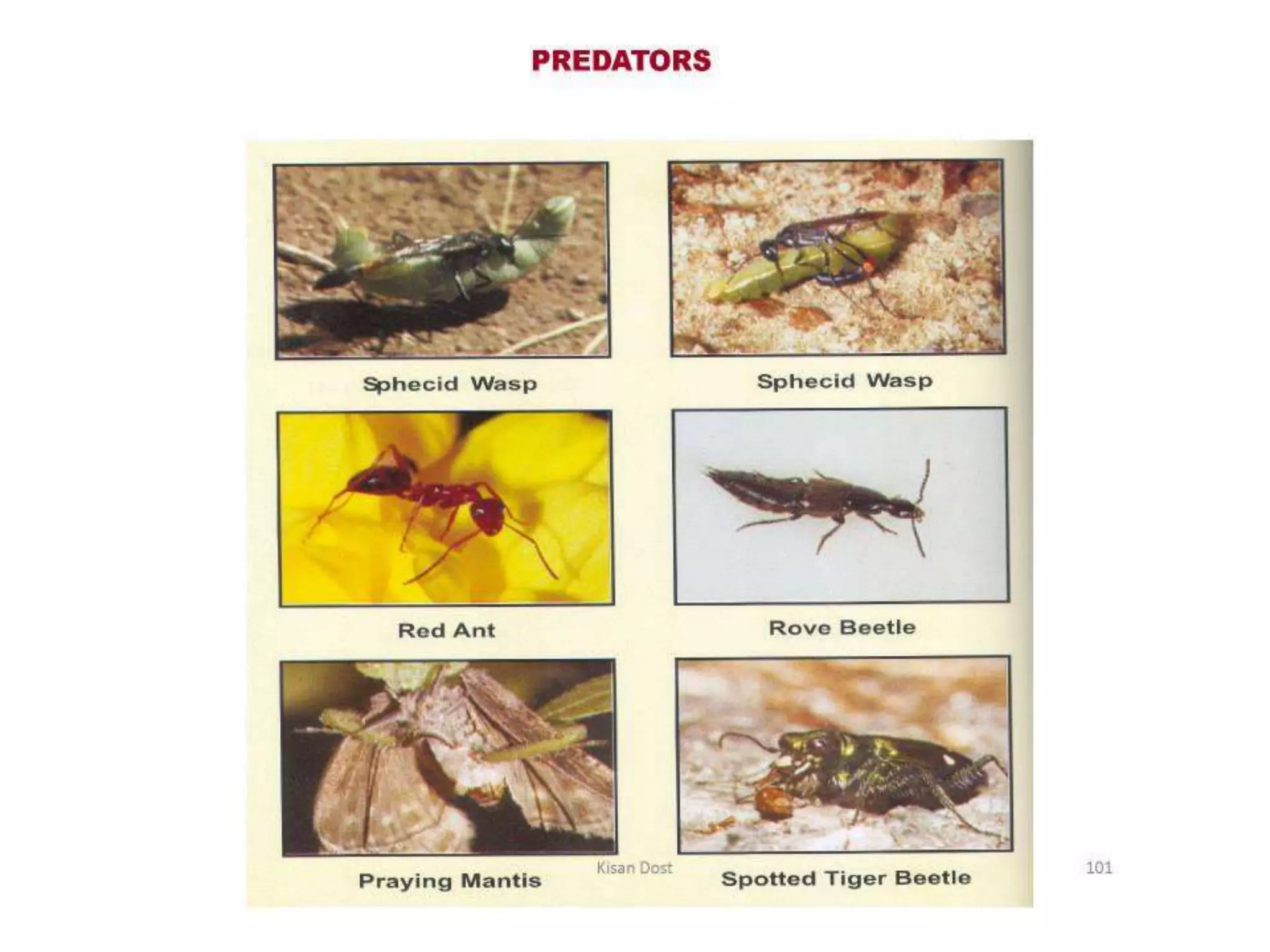 Wheat insects, pests and diseases by allah dad khan | PPT