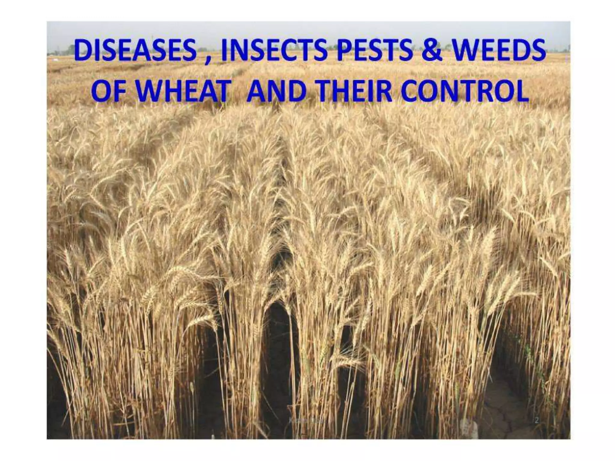 Wheat insects, pests and diseases by allah dad khan | PPT