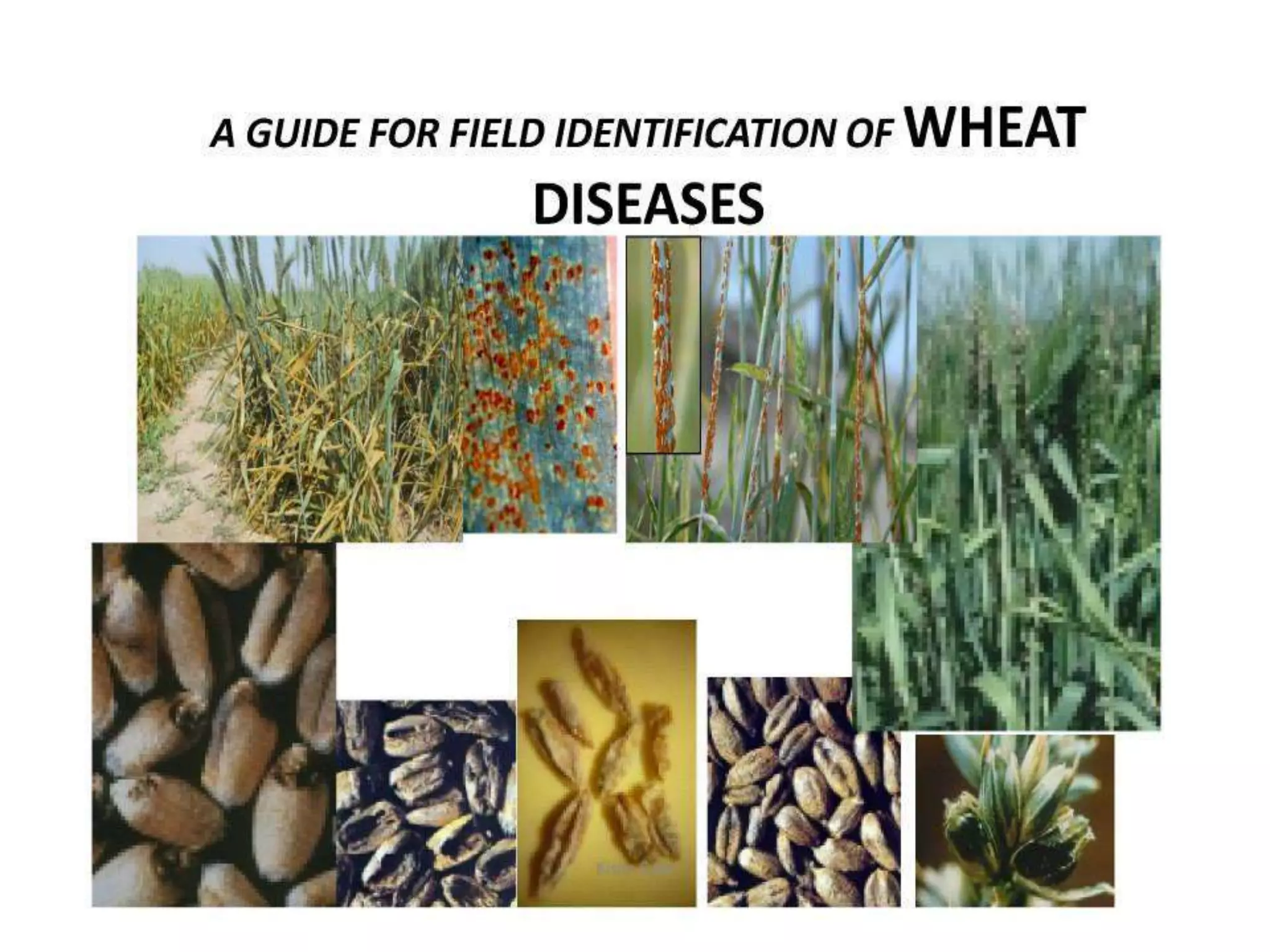 Wheat insects, pests and diseases by allah dad khan | PPT