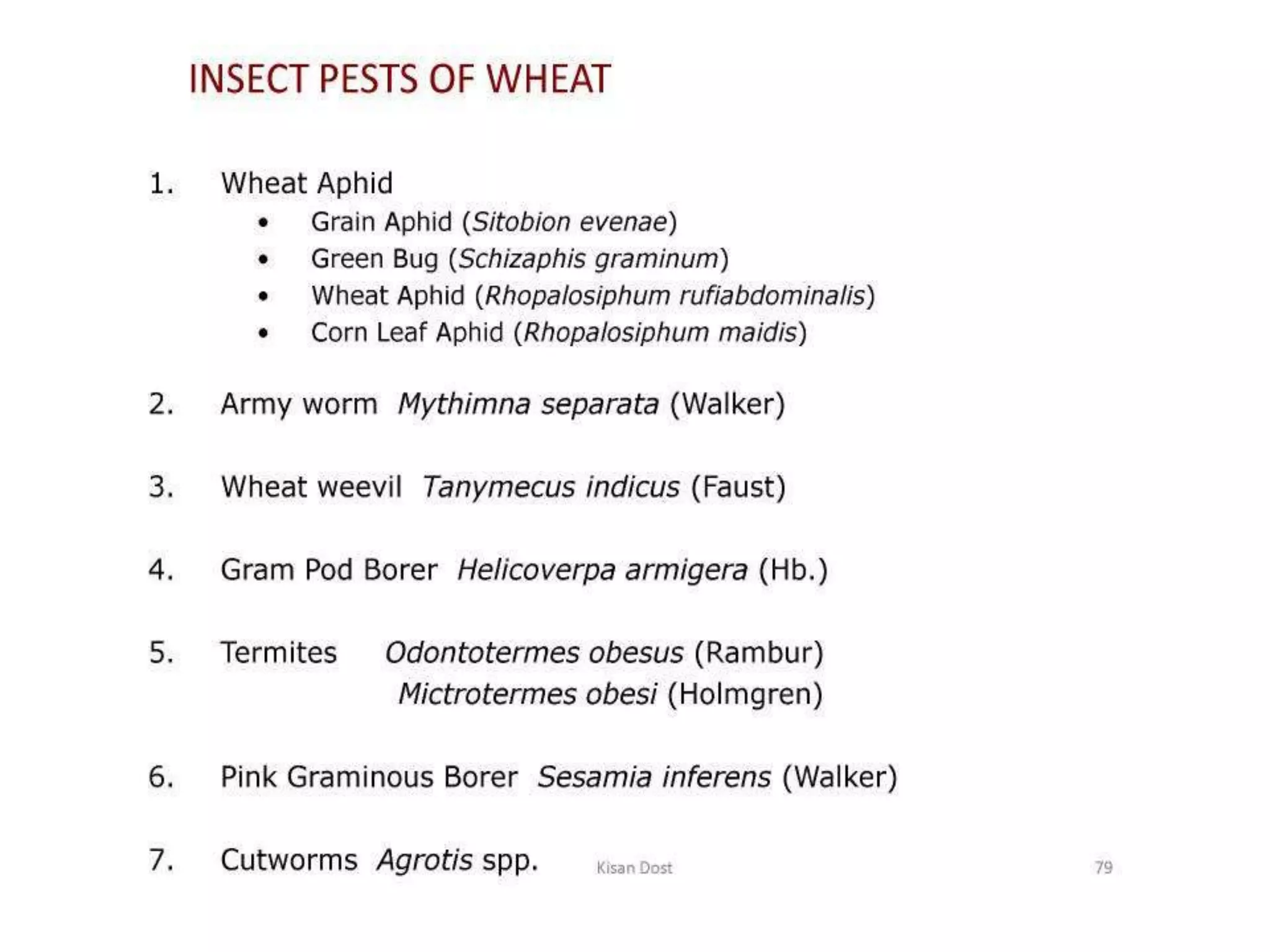 Wheat insects, pests and diseases by allah dad khan | PPT