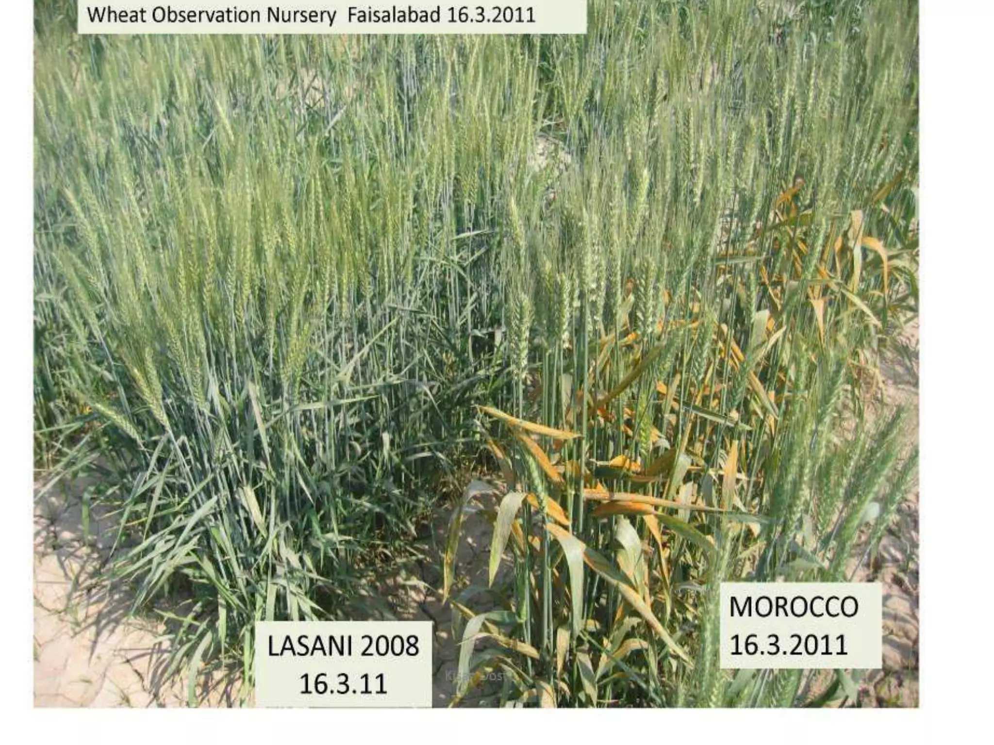 Wheat insects, pests and diseases by allah dad khan | PPT