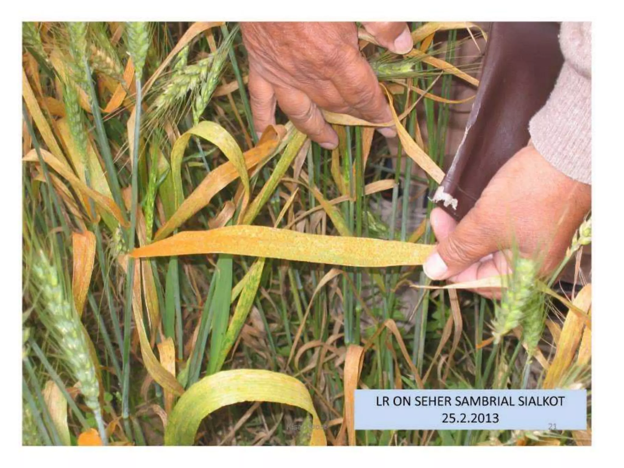 Wheat insects, pests and diseases by allah dad khan | PPT