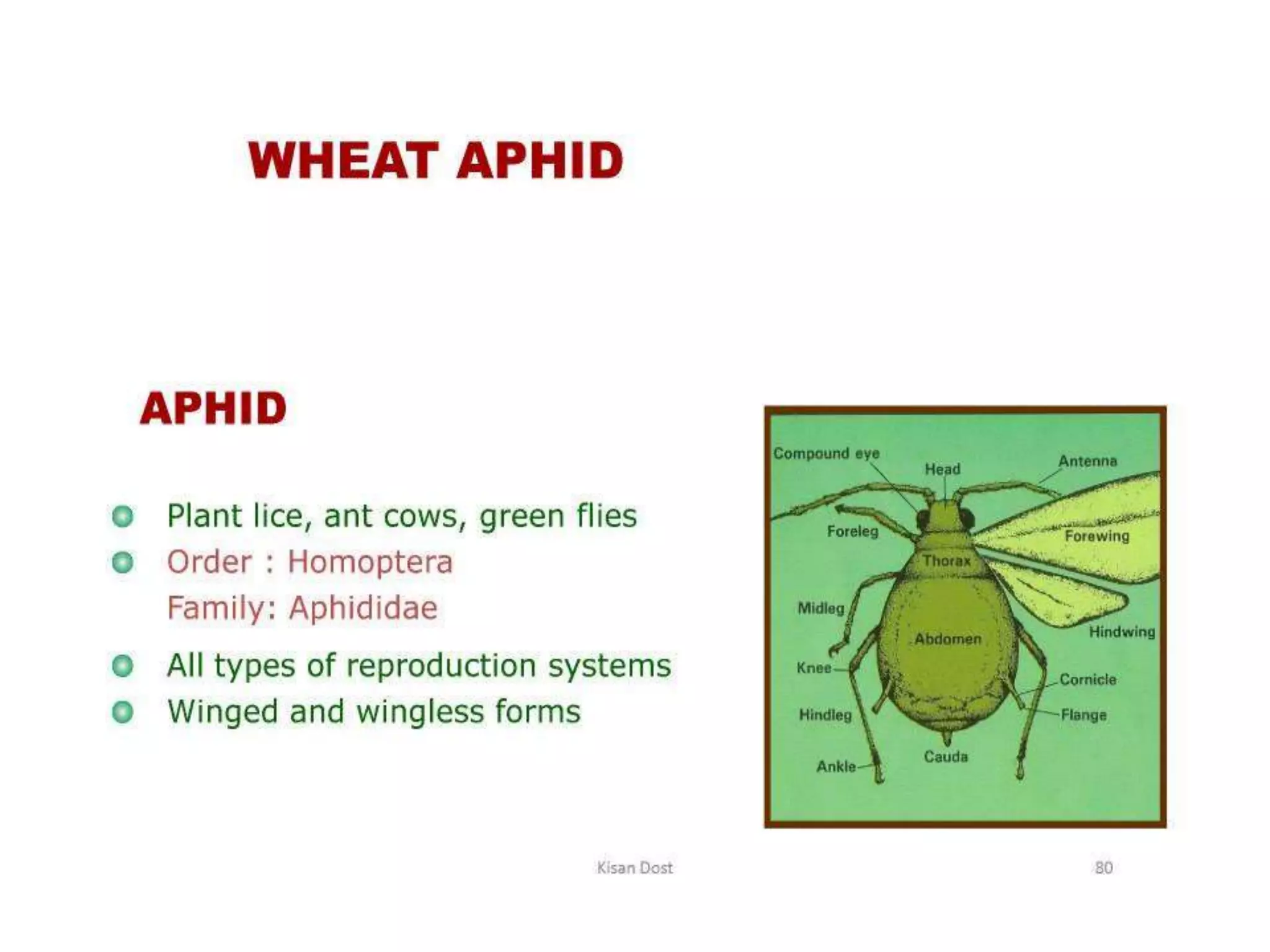 Wheat insects, pests and diseases by allah dad khan | PPT