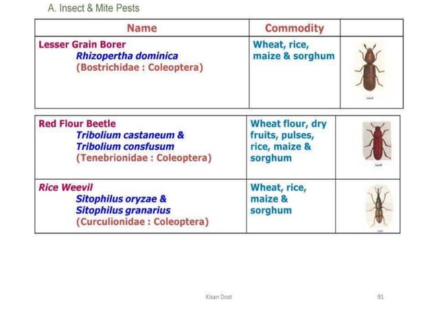 Wheat insects, pests and diseases by allah dad khan | PPT