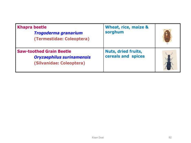 Wheat insects, pests and diseases by allah dad khan | PPT