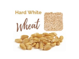 Wheat lecture.pptx