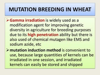 WHEAT NEW PPT_072726.pptx
