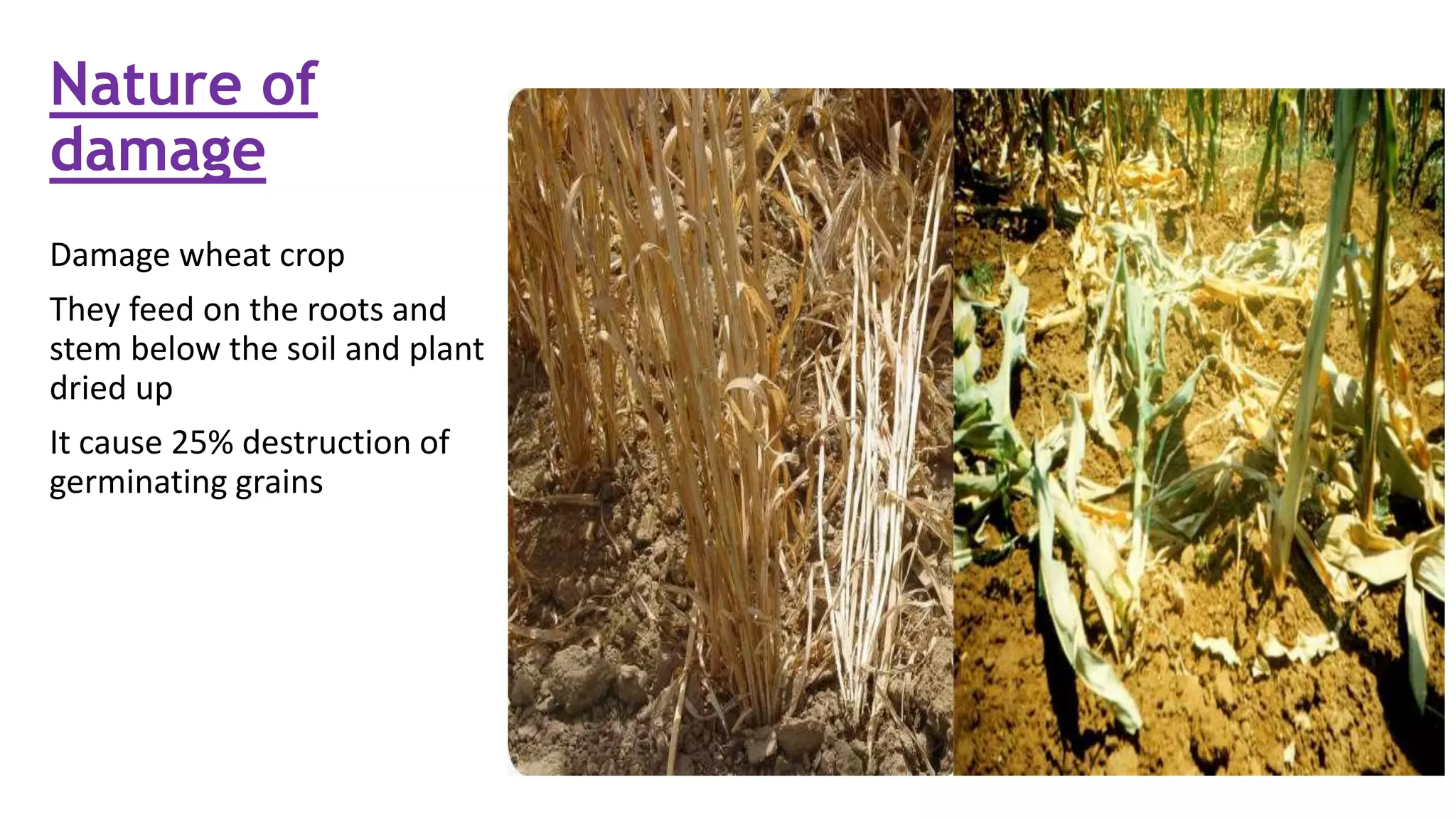 Wheat pest | PPTX