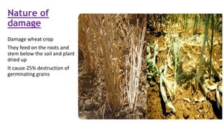 Wheat pest | PPTX