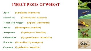 Wheat Pests.pptx.................................. | PPTX