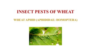Wheat Pests.pptx.................................. | PPTX
