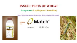 Wheat Pests.pptx.................................. | PPT