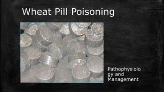 Wheat pill poisoning presentation | PPTX