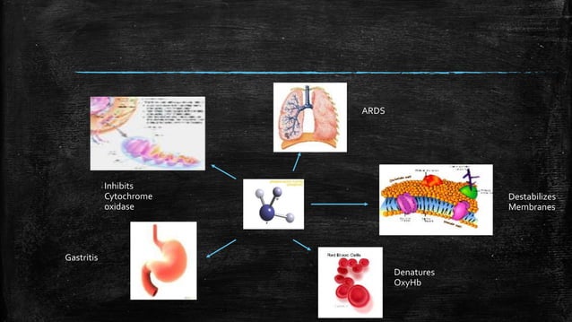 Wheat pill poisoning presentation | PPTX