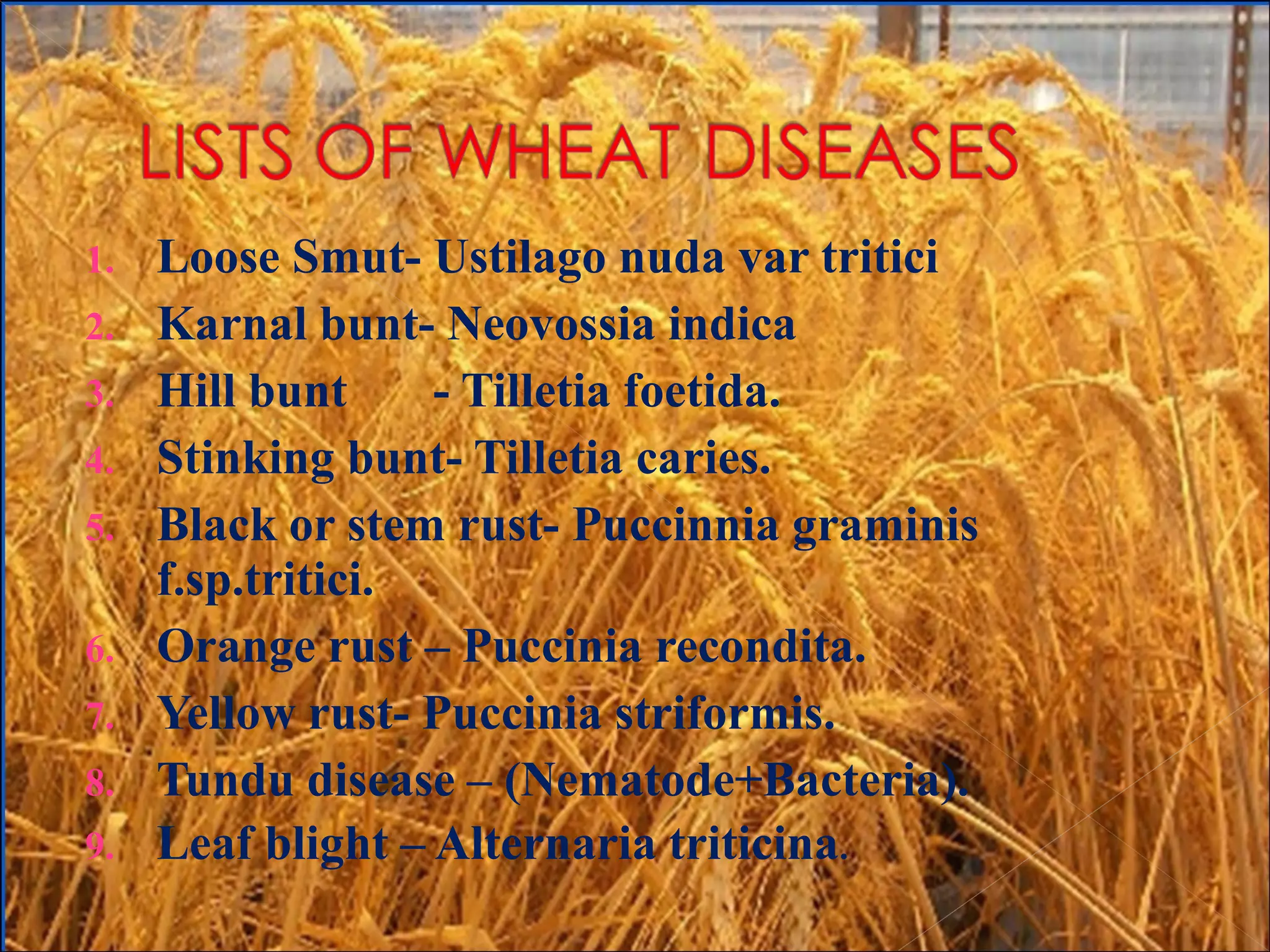 Diseases of wheat and management | PPT