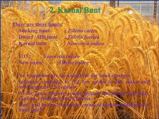 Diseases of wheat and management | PPT
