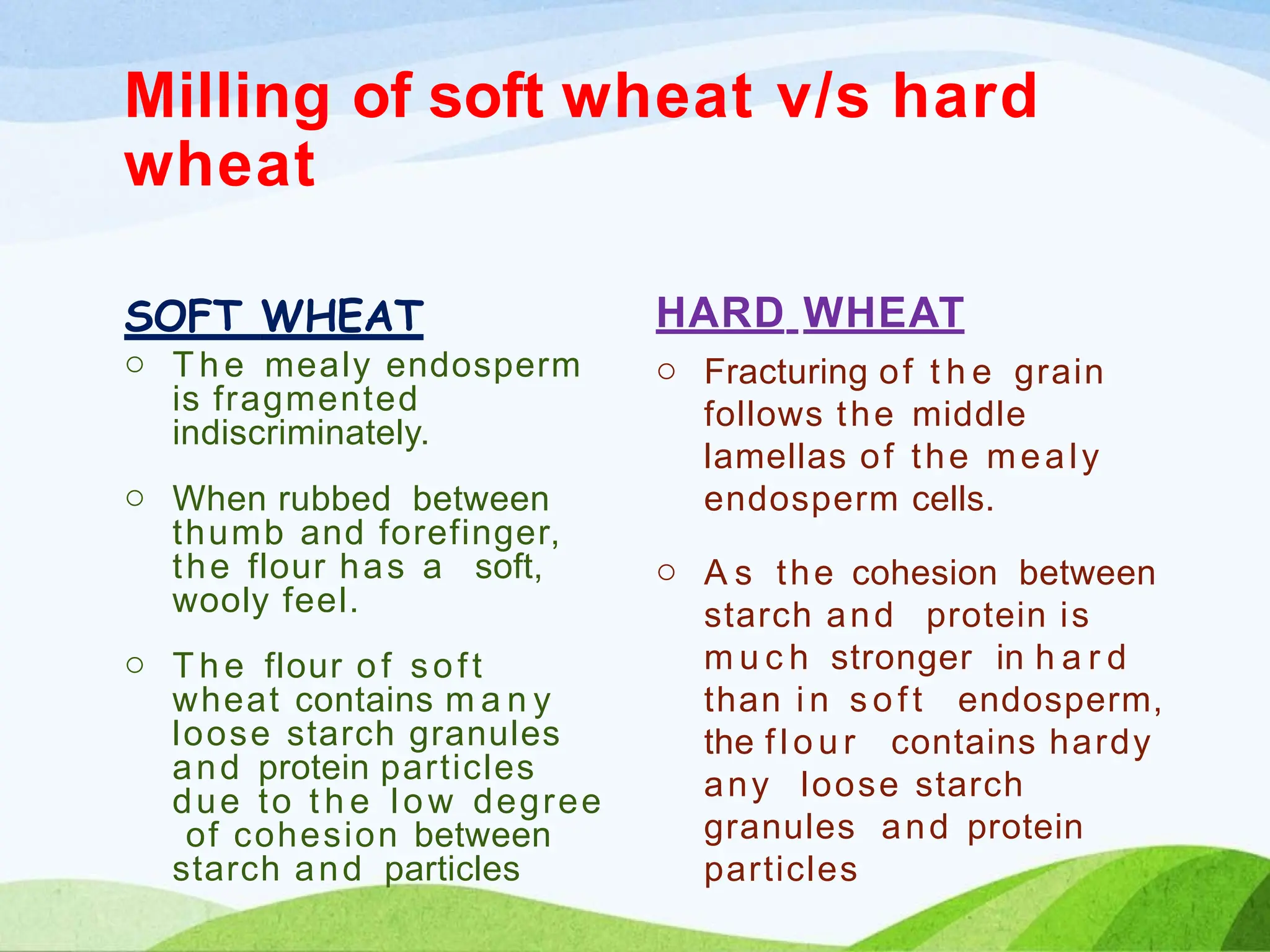overview on the cereals like wheat ppt.ppt