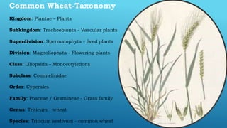 Wheat Production Technology for Punjab .pptx