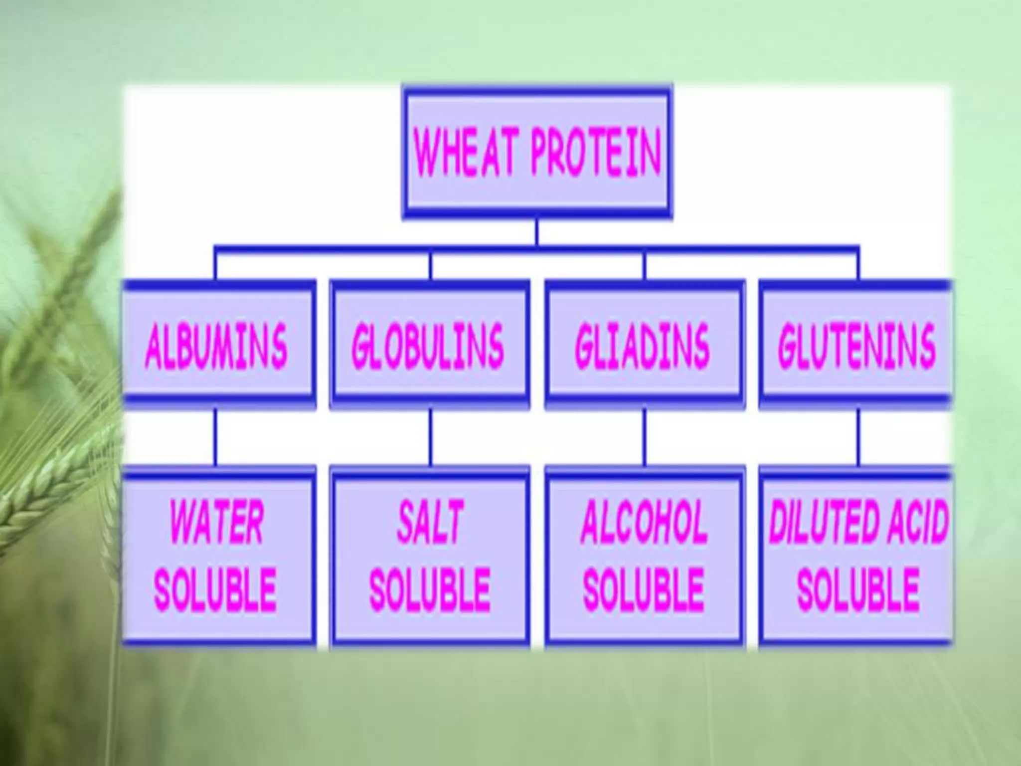 WHEAT_PROTEIN.ppt