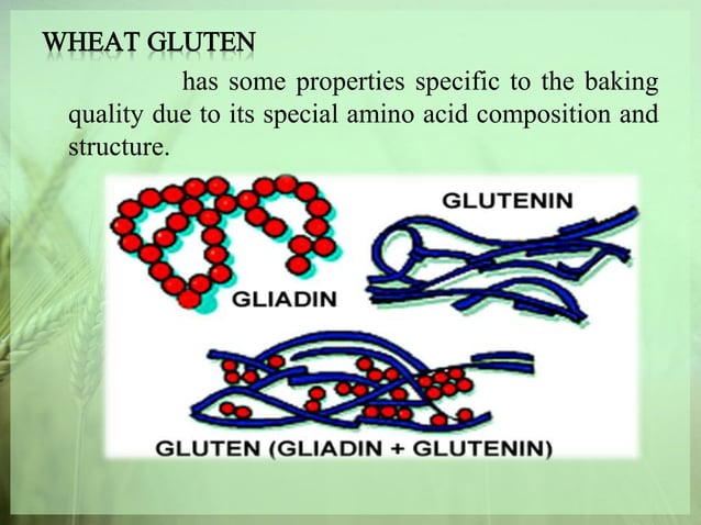 WHEAT_PROTEIN.ppt