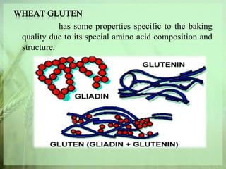 Gluten Protein Structure