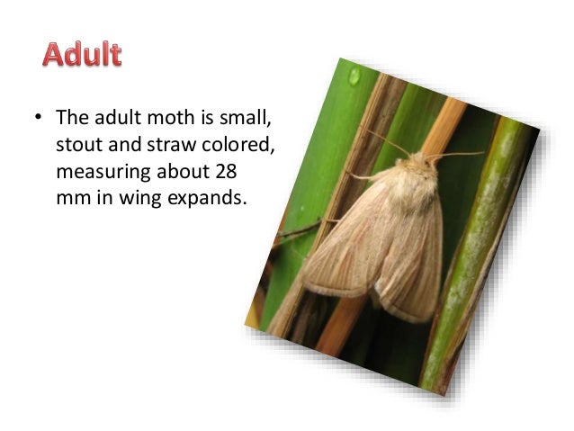 Management of Pink Stem Borer Attack on Wheat (Part -1)