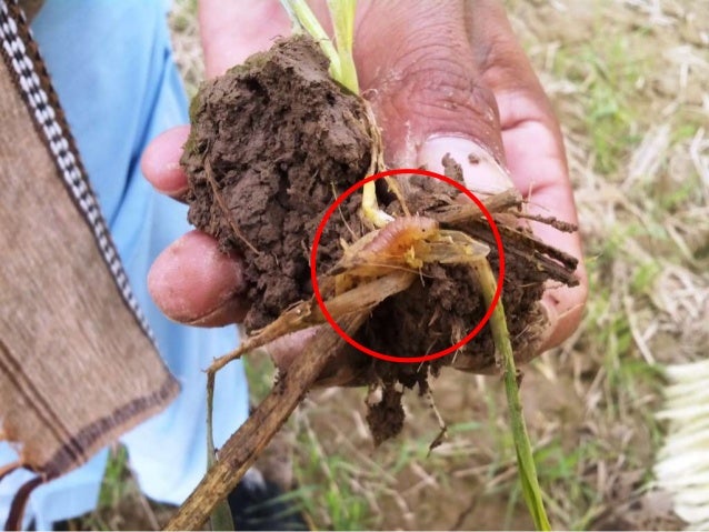 Management of Pink Stem Borer Attack on Wheat (Part -1)