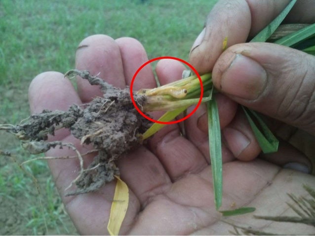Management of Pink Stem Borer Attack on Wheat (Part -1)