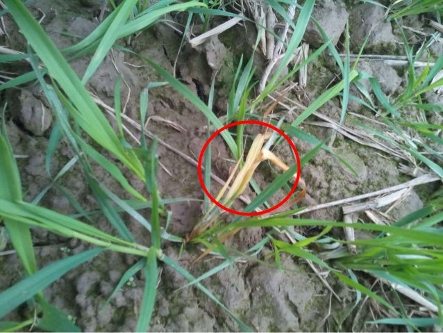 Management of Pink Stem Borer Attack on Wheat (Part -1)