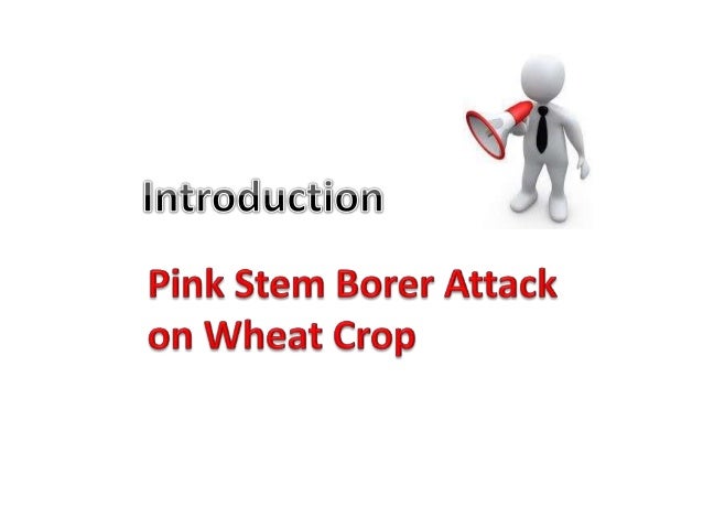 Management of Pink Stem Borer Attack on Wheat (Part -1)